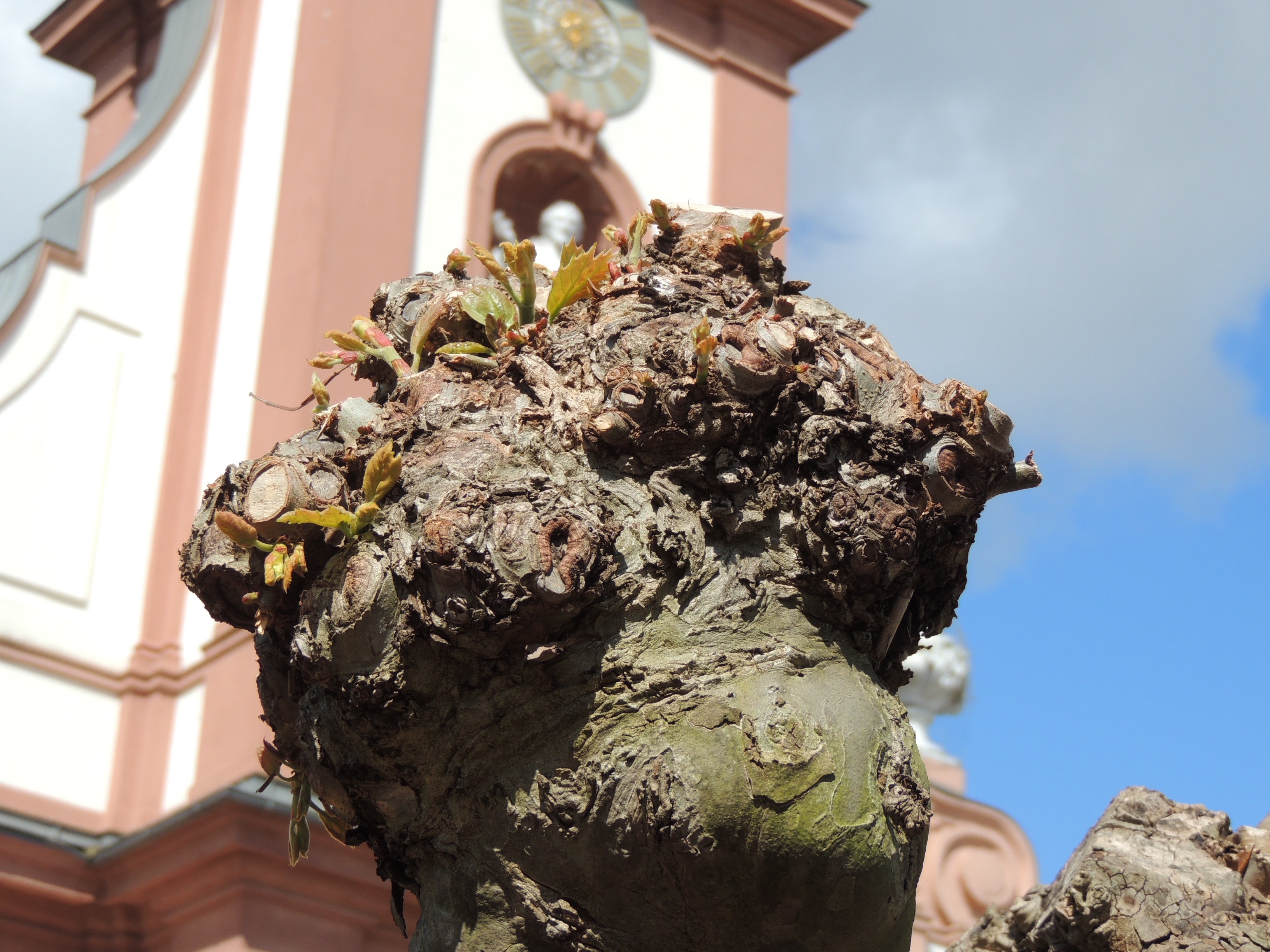 Baumpflege Funck - Kopfbaumschnitt