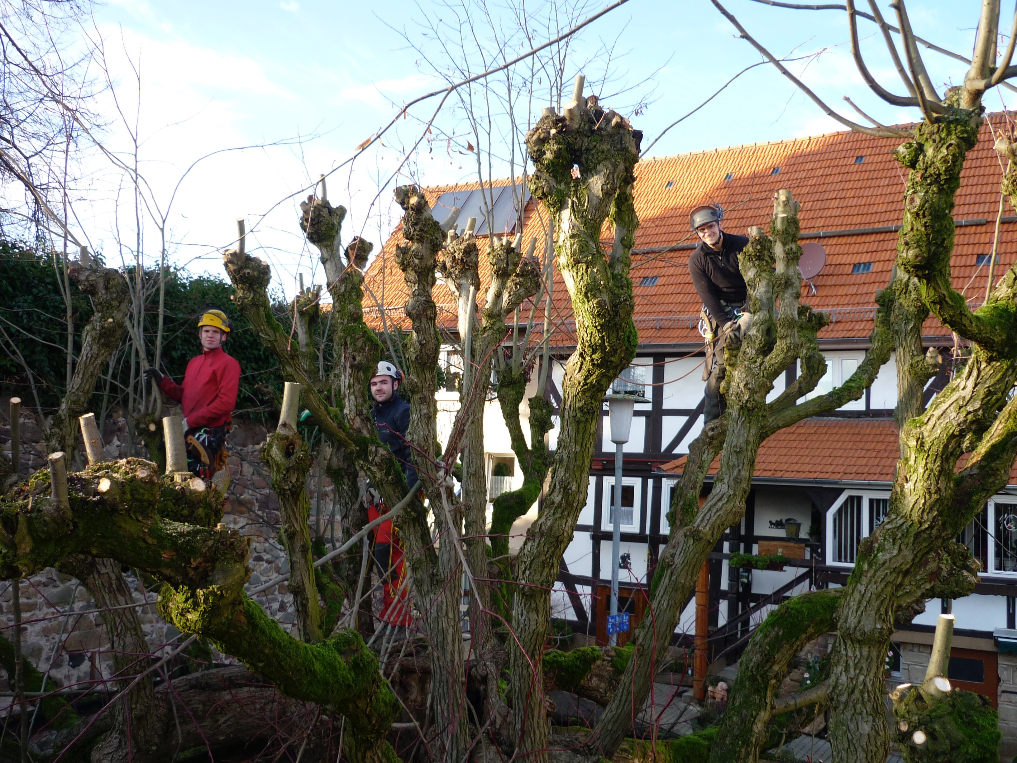 Baumpflege Funck - Kopfbaumschnitt