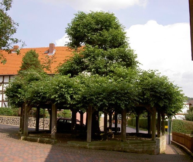 Baumpflege Funck - Kopfbaumschnitt